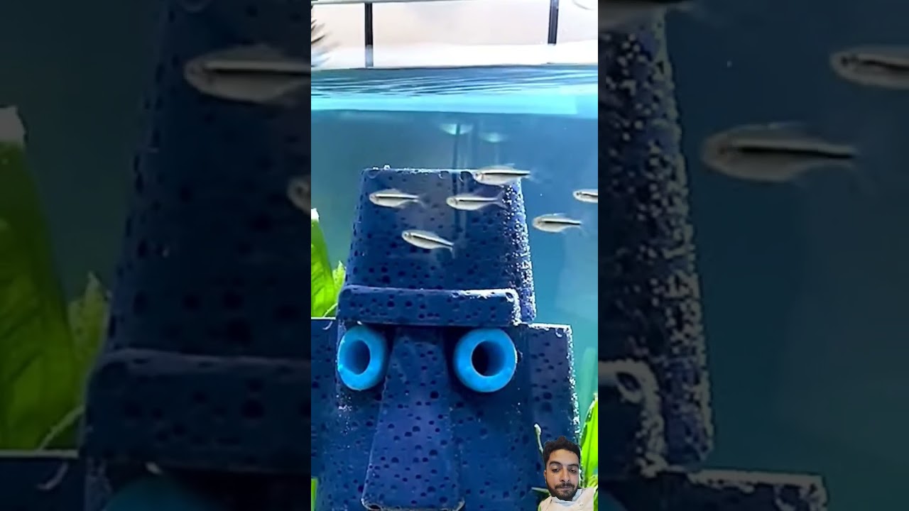 Incoming: Krabby Patties 🍔