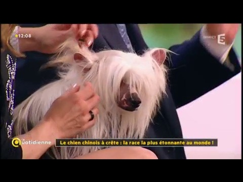 Le chien chinois à crête : la race la plus étonnante au monde ! - La Quotidienne