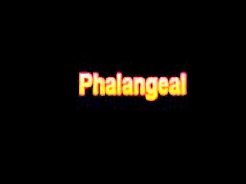 What Is The Definition Of Phalangeal Medical School Terminology Dictionary