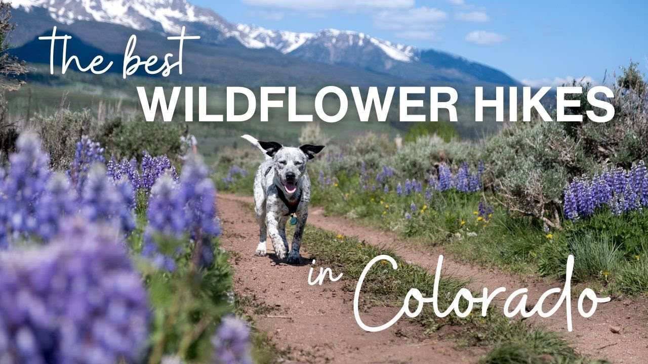 Your Colorado Wildflower Guide