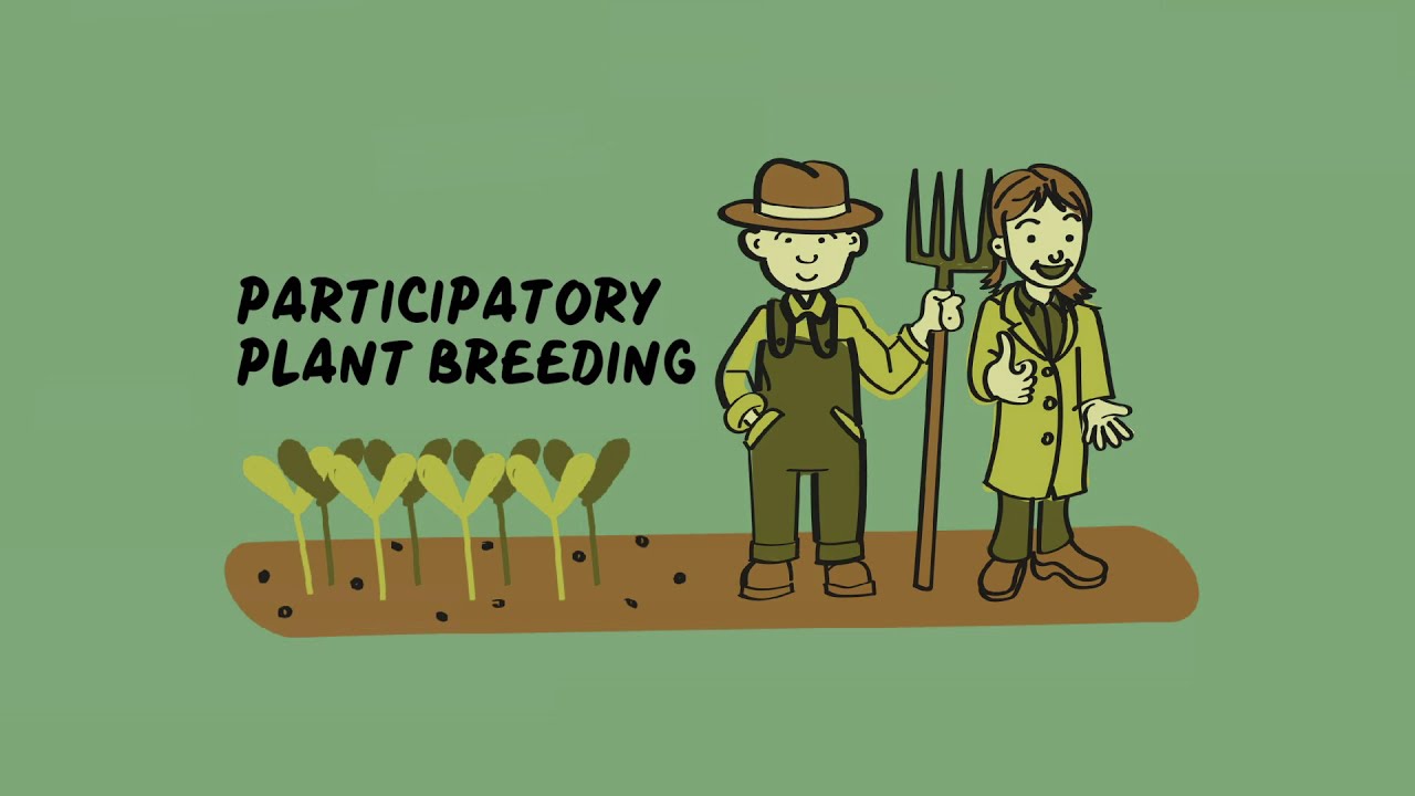 Dynaversity video scribing #6: Participatory plant breeding