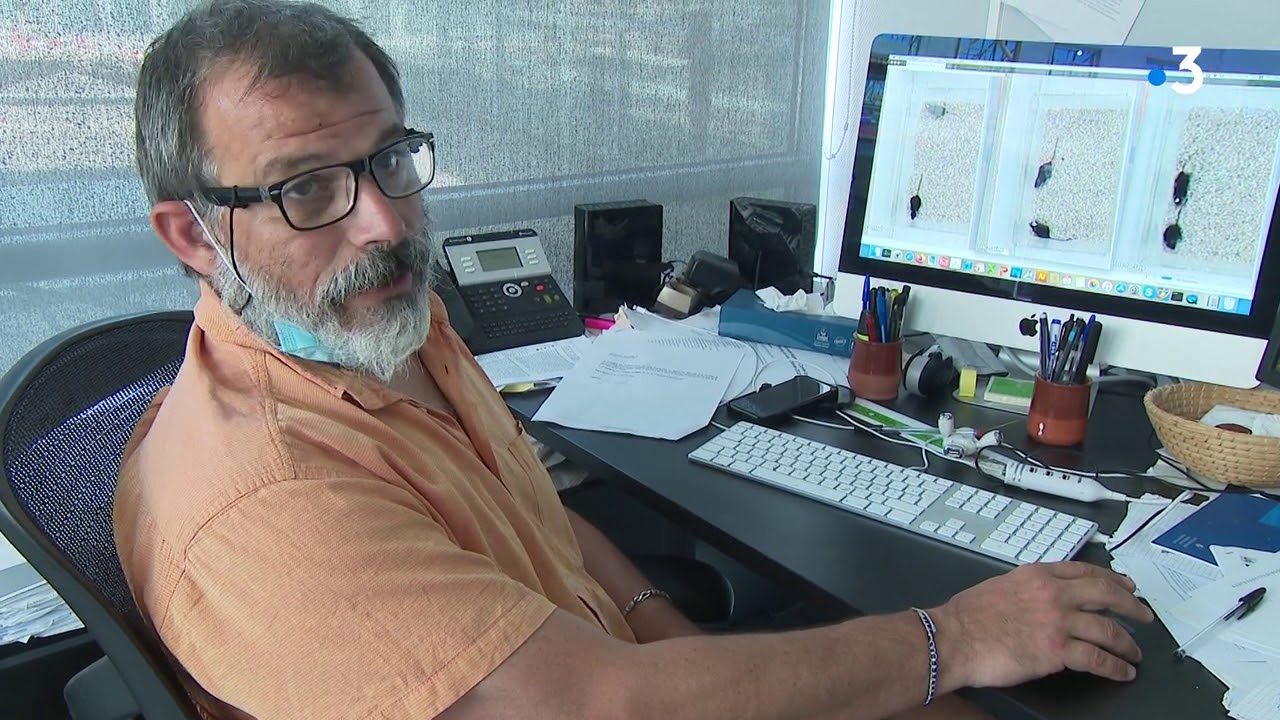 Etude sur le cannabis et les effets sur le comportement