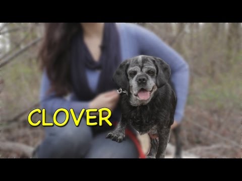 Our Pup Pal Clover