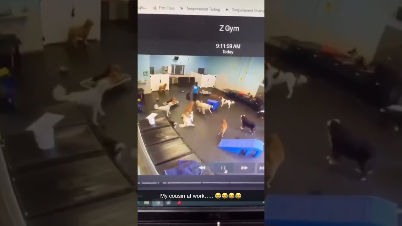 Dogs Playing with Girl.. 🤣🤣🤣