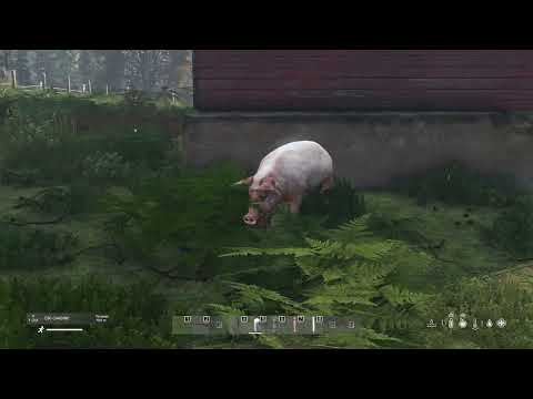 Steam Community :: Video :: DayZ Phantom Pig 1.27 Deer Isle
