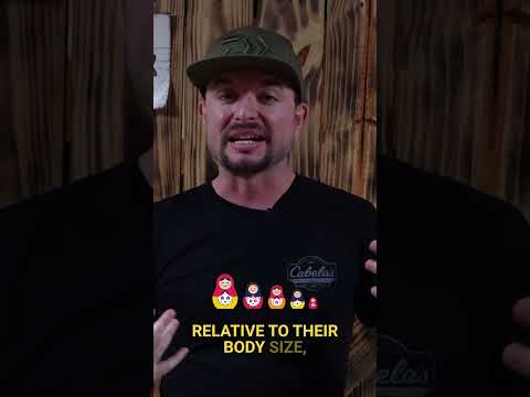How to Quickly Identify a Bass!