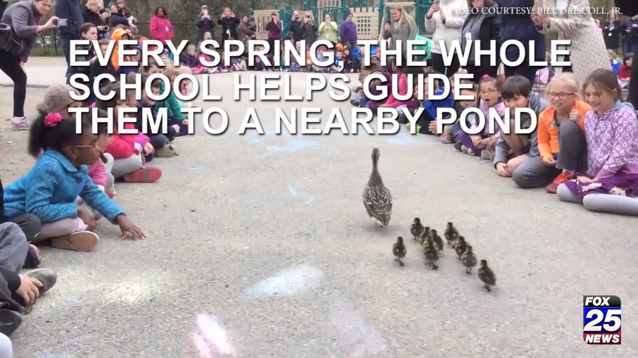 Make Way for Ducklings at Glover Elementary