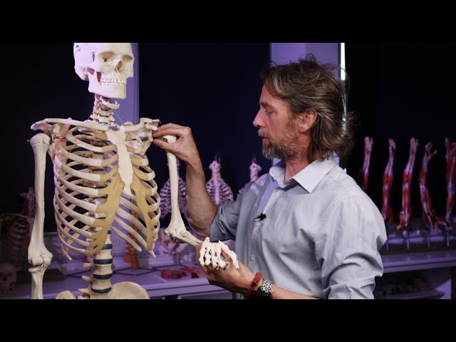 Understanding Frozen Shoulder: Anatomy, Causes, and Treatment | Galaxy.ai