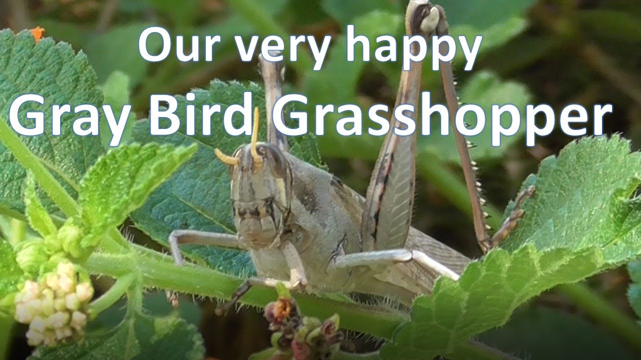 Gray Bird Grasshopper - Schistocerca nitens