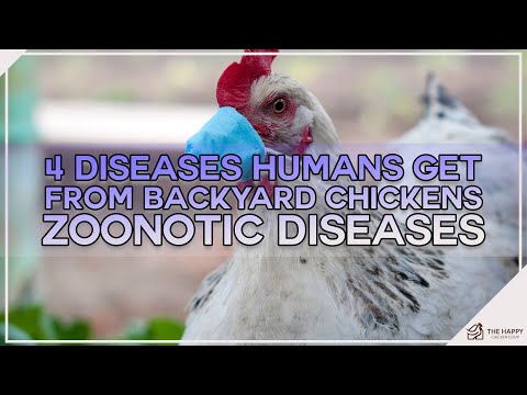 4 Diseases Humans Get from Backyard Chickens Zoonotic Diseases