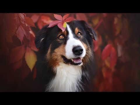 The Brilliance of Australian Shepherds A Look into Canine Intelligence