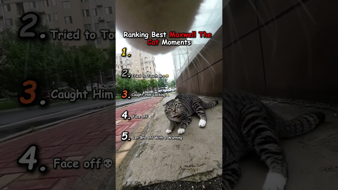 Maxwell the Cat is a MENACE💀💀 #tiktok #maxwellcat #ranking #savage
