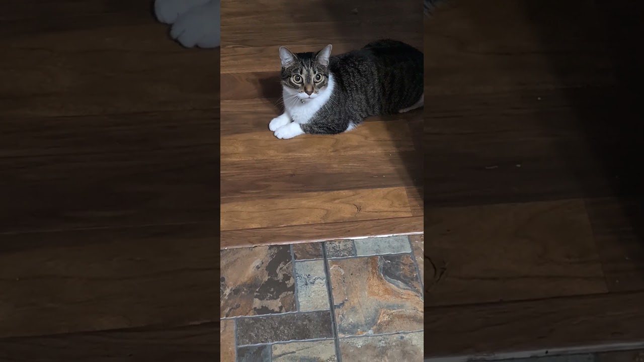 #cat my little Sophia cat write in the comments if my cats are cute
