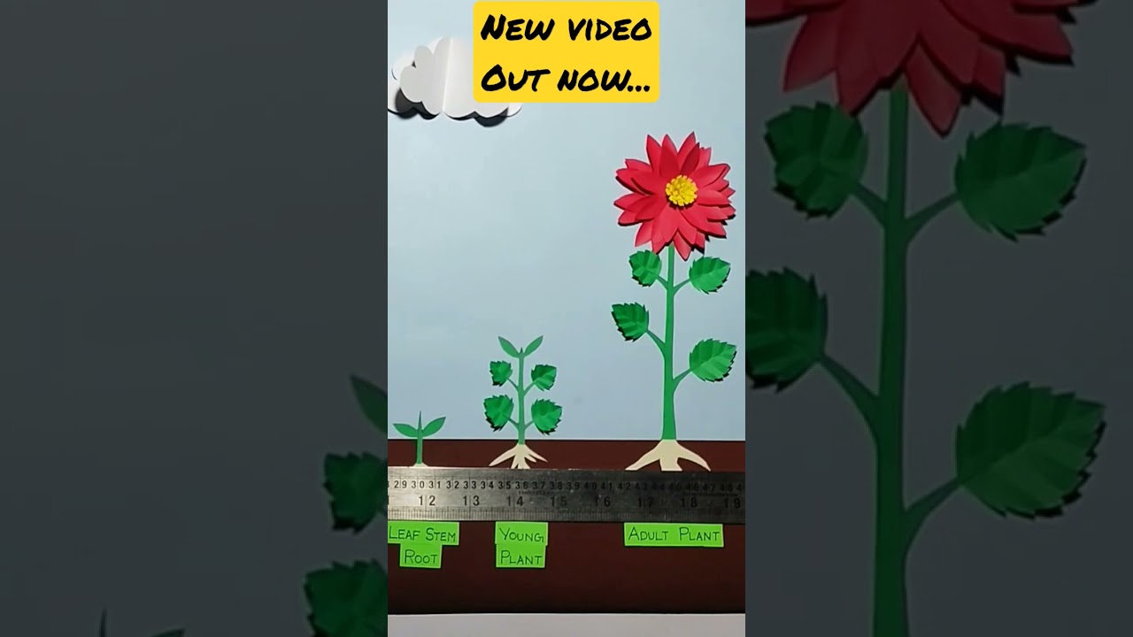 Seed Germination Model