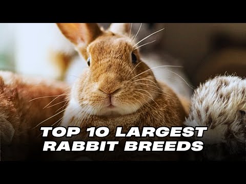 The Largest Rabbits In The World - Rich- Farmer