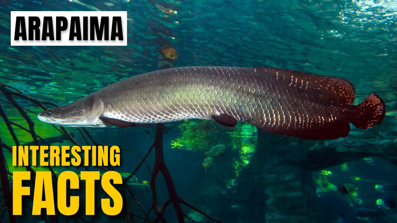 Amazing facts of  Arapaima | Interesting Facts | The Beast World