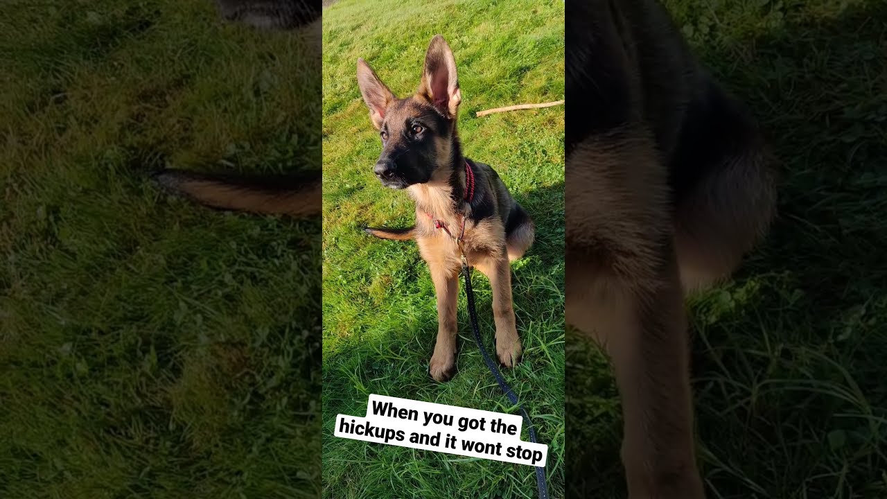 german shepherd puppy got the hickups