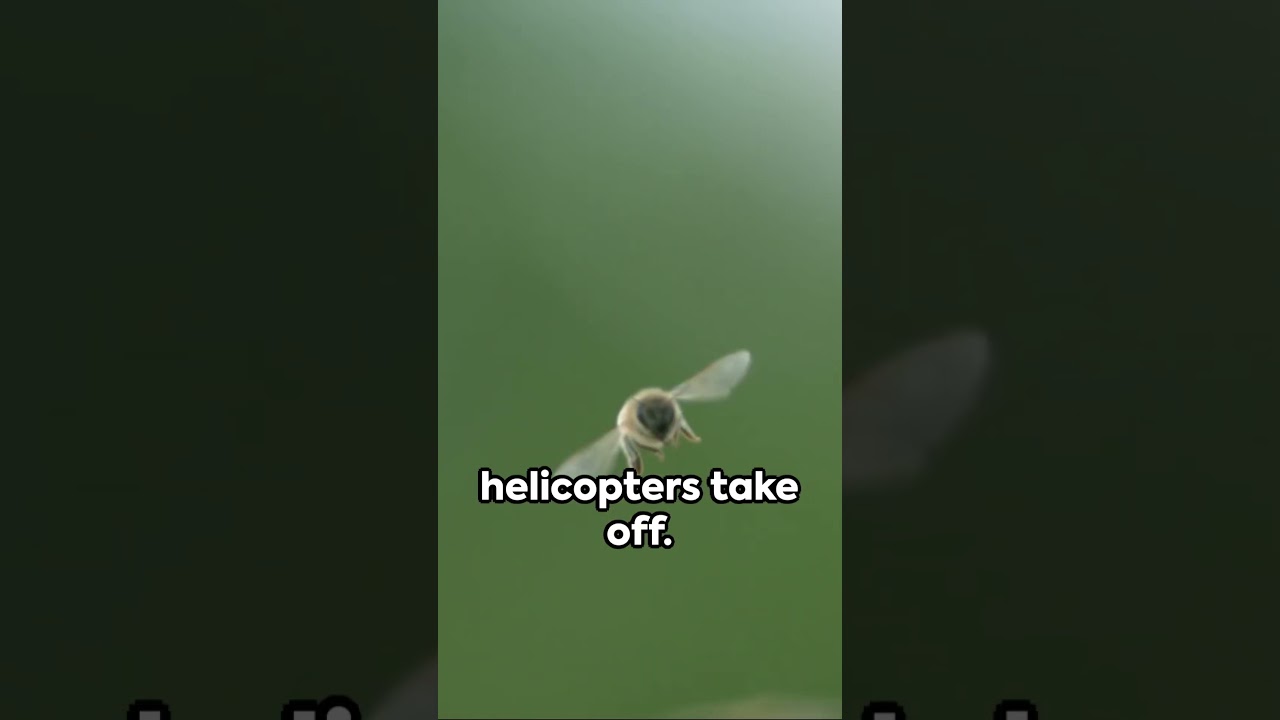 Bumblebees Defy Laws of Physics #bumblebees #bees #nature #animalkingdom