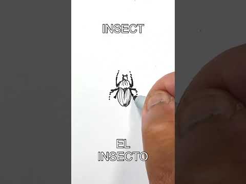 INSECT . INSECTO Learn Spanish! ¡Aprenda Inglés! #drawing #foreignlanguage #spanish #ingles