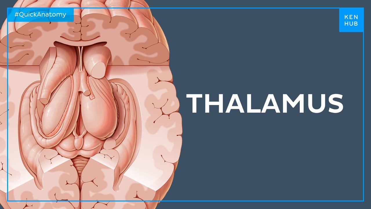Anatomy and function of the thalamus - Quick Anatomy