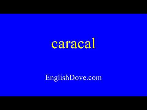 How to pronounce caracal in American English