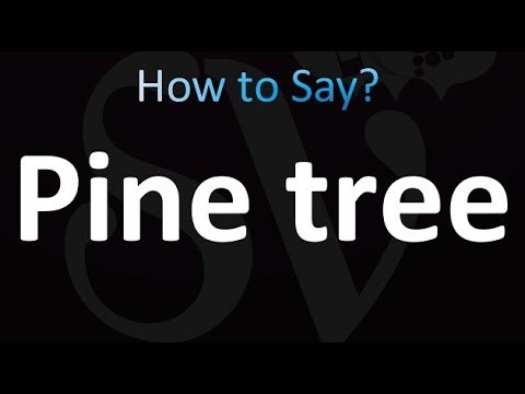 How to Pronounce Pine tree (correctly!)