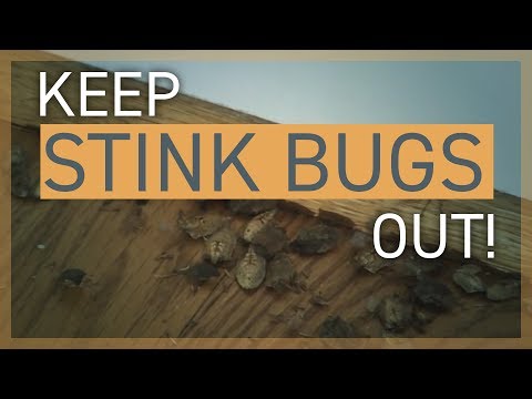 Do Stink Bugs Bite or Harm Humans and Pets? Entomologists Explain