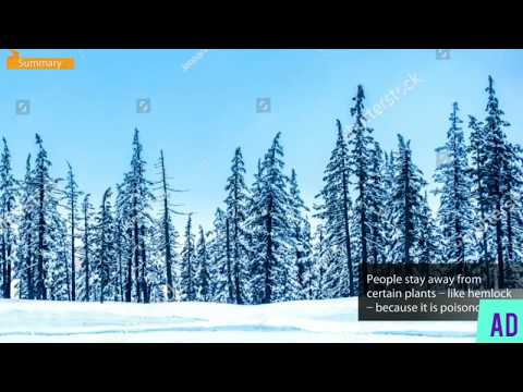 Dust Of Snow By Robert Frost - (First Flight - X) With Literary Devices