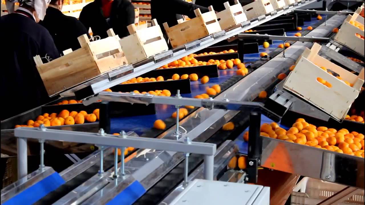 Elisam Multipurpose Mandarin Packing Line