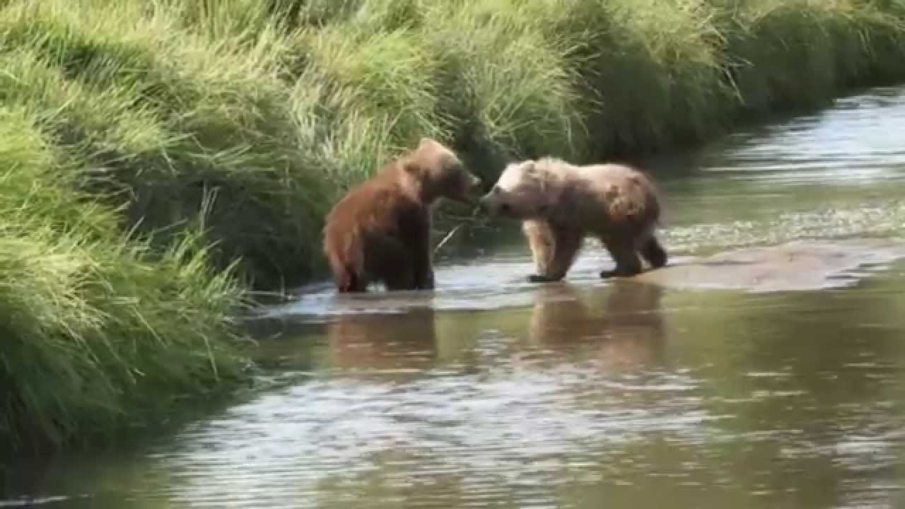 Brown Bear Cubs Fighting, Alaska