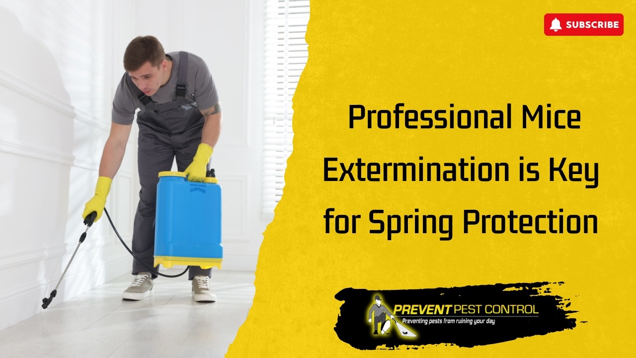 Professional Mice Extermination