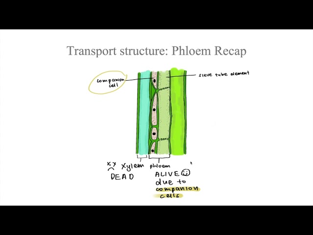Understanding the Ringing Experiment: A Deep Dive into Plant Transport ...