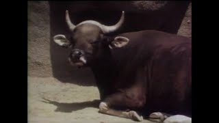 Sesame Street Classic 92 Kermit One Watch HD Mp4 Video Download Free