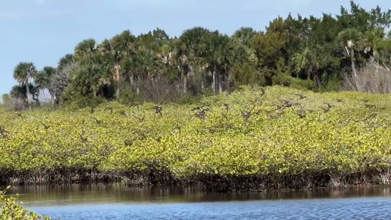 When the ducks fly Green Wing Teal