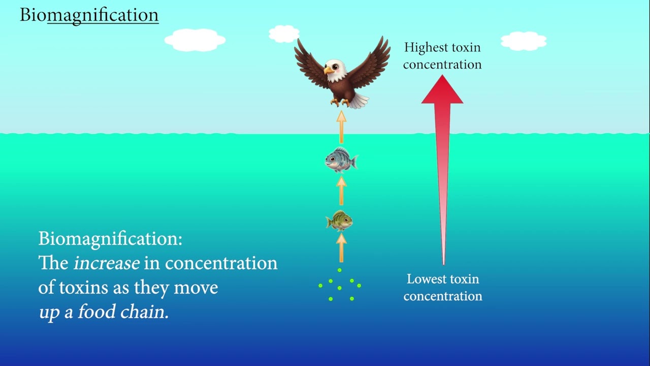 Bioaccumulation and Biomagnification
