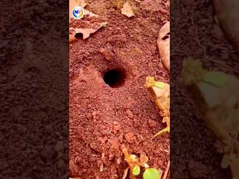 What are the tribals of the Amazon jungle doing?