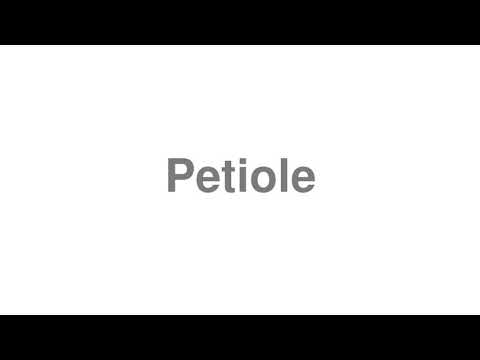 How to Pronounce "Petiole"