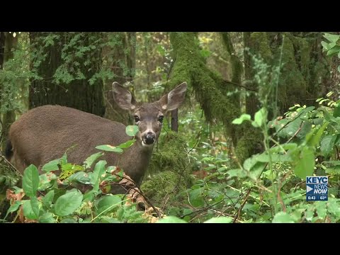 Minnesota DNR to discuss 2023 deer season outlook