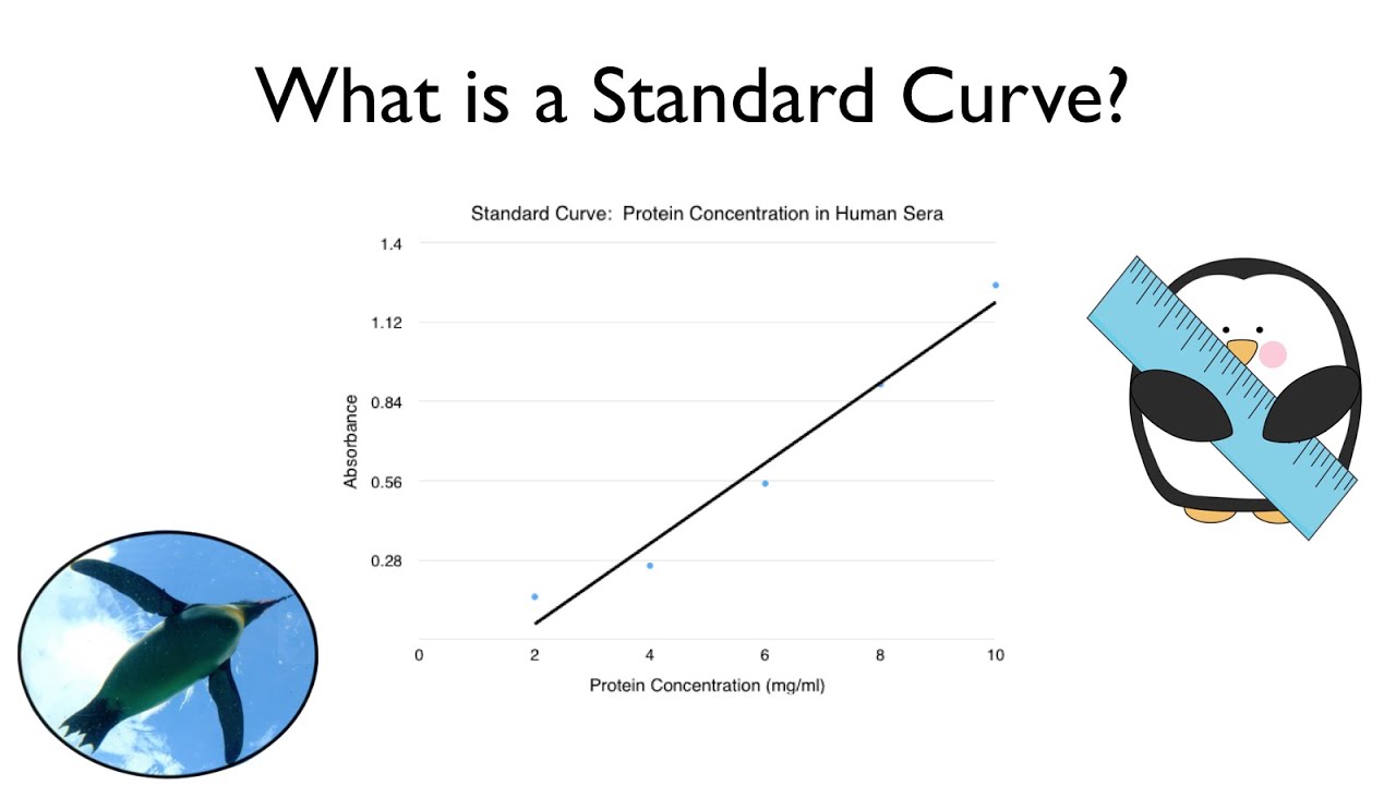 What is a Standard Curve?
