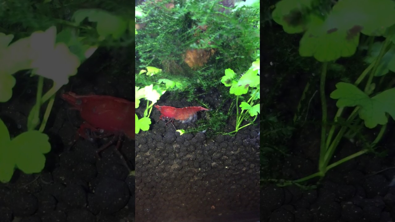 Red cherry shrimp birth