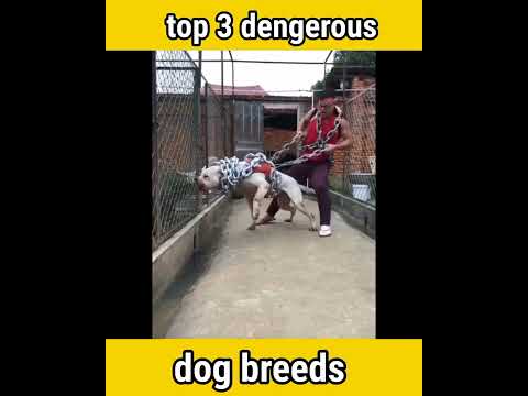 top 3 dengerous dogs in the world 🤯 #untouched_facts #fact #short