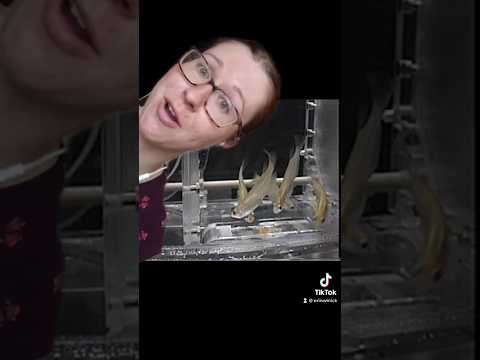 Can fish survive in space?! We tested that on the space station. ???????? #science