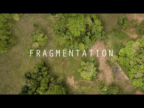 Seed Dispersal and Habitat Fragmentation | HHMI BioInteractive Video
