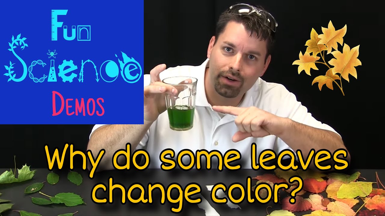 Why Do Some Leaves Change Color?