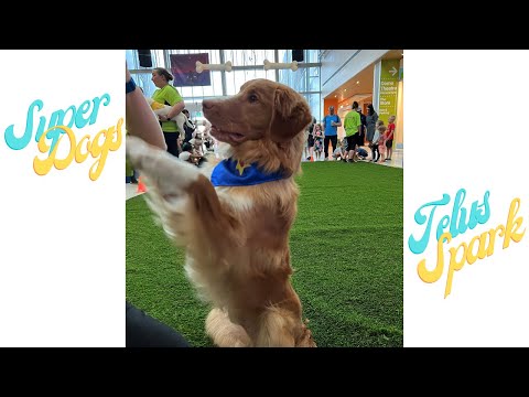 Super Dogs at The Telus Spark Centre in Calgary, AB