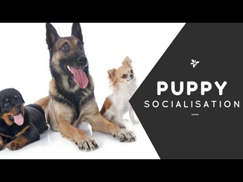 Puppy Socialisation Whiteboard Video by Dog Matters