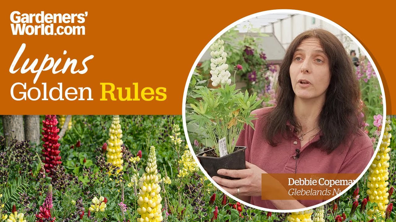 Caring for lupins - Golden Rules