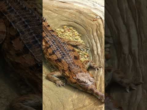 2023 gharial vs 5000bce gharial #foryou #shortsvideo #viral #usa #shorts #upsc #funny #kids #op #uk
