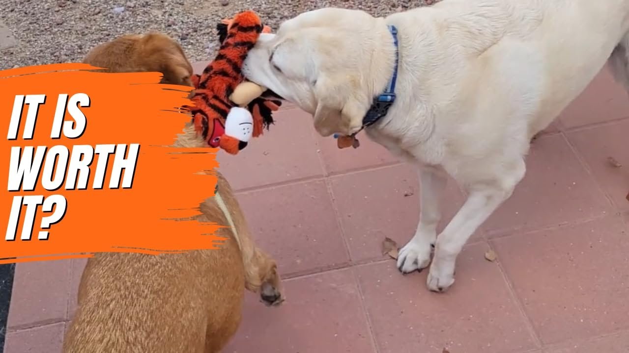 Will This Toy Actually Last With These Dogs?