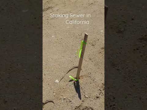 Staking Sewer mainline with "Ys" #shorts #surveying #survey #landsurveyor #surveyor